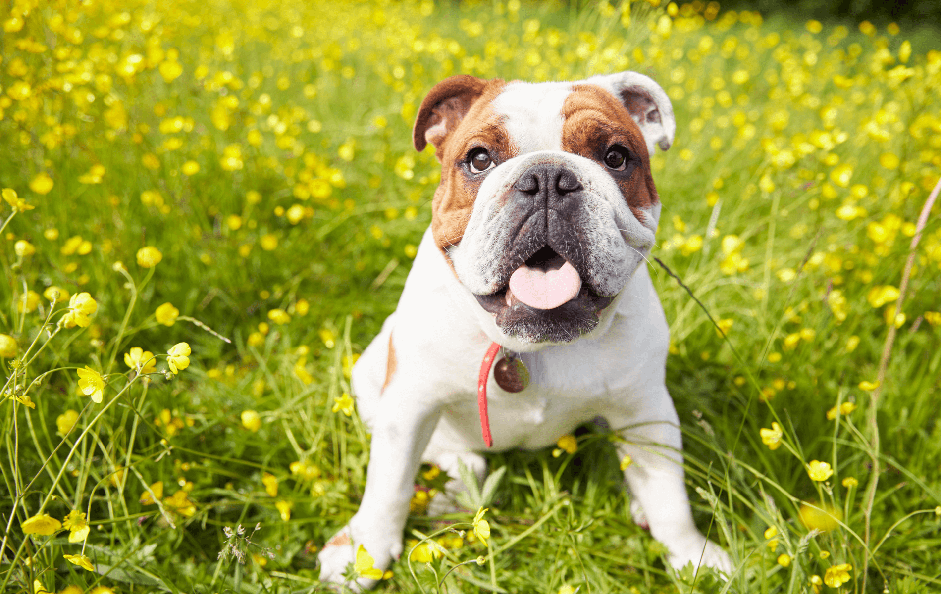 About Harrison Animal Hospital | Vet In Harrison, OH 45030