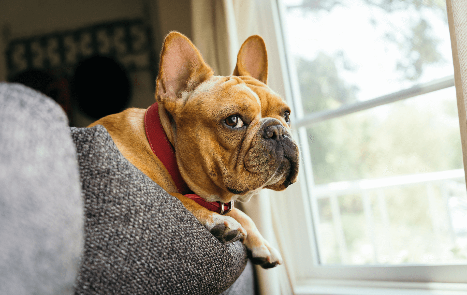 New Client Form | Harrison Animal Hospital