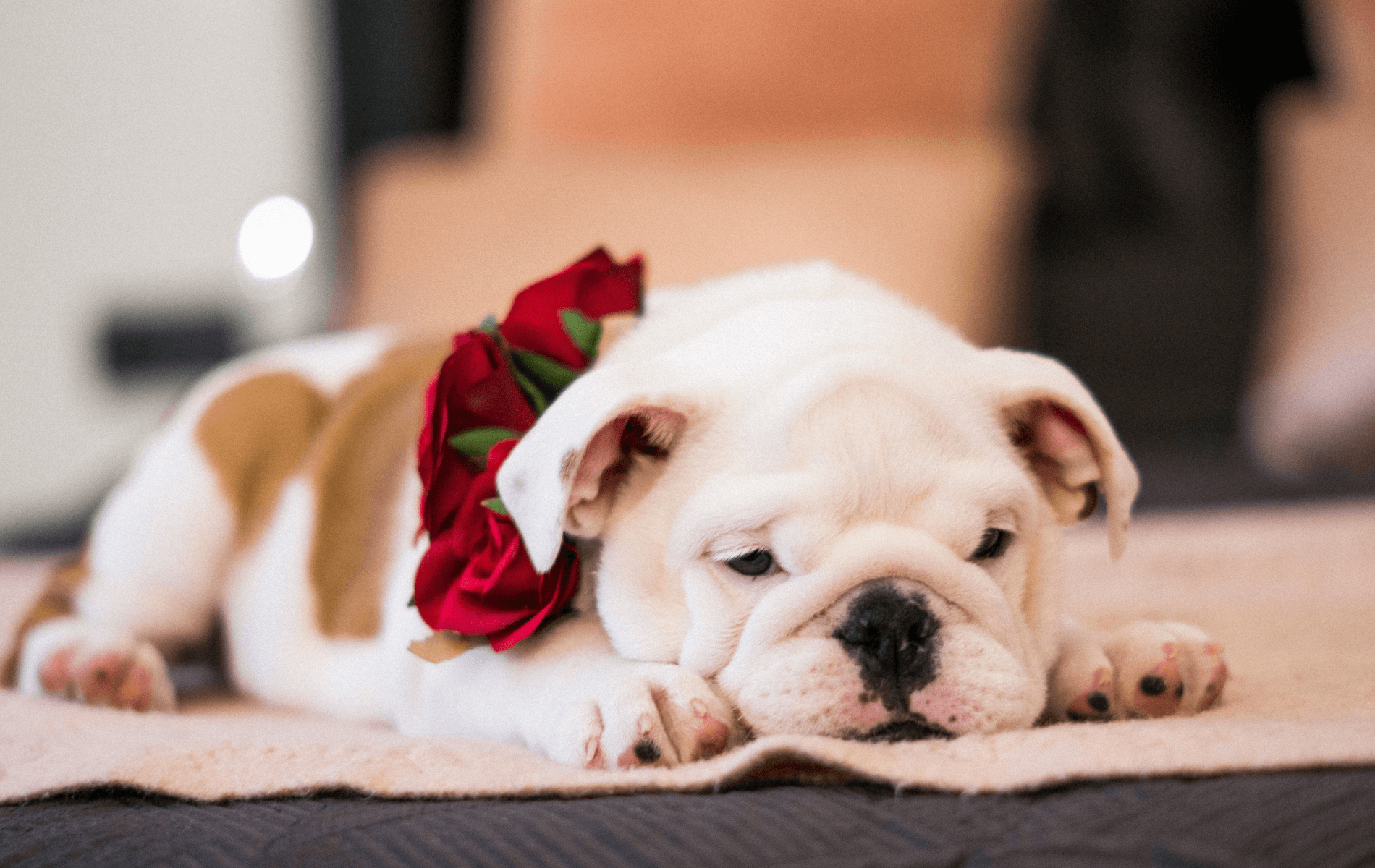 Harrison Animal Hospital Gallery | Vet Clinic In Harrison OH