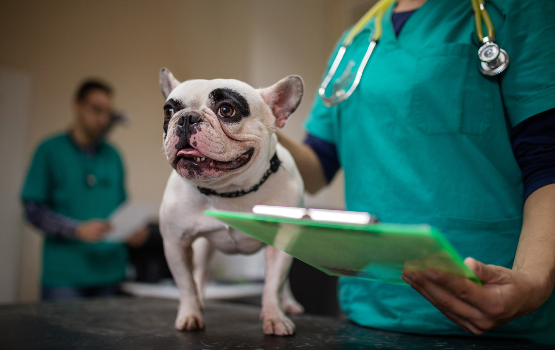Harrison, OH Veterinary Services | Harrison Animal Hospital