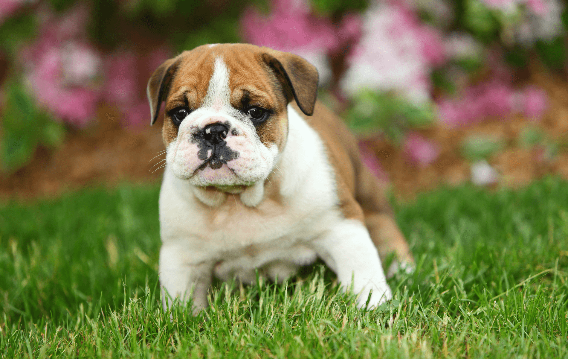 Veterinarian In Harrison, OH | Harrison Animal Hospital