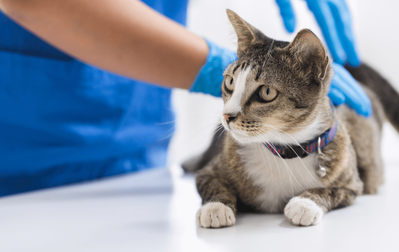 Harrison, OH Veterinary Services | Harrison Animal Hospital